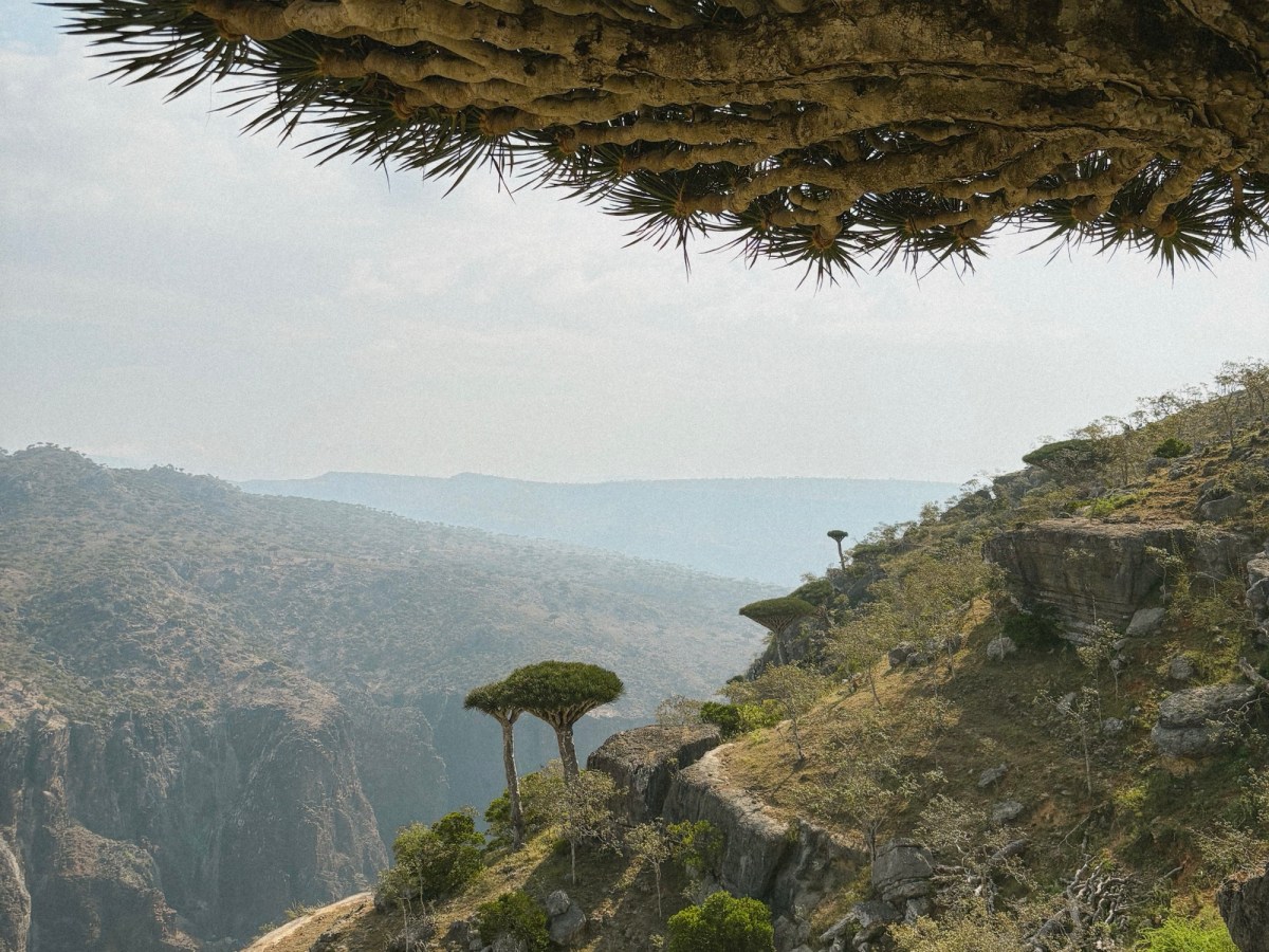 Why Socotra Island Is Such a Unique Place – Livslifeoncam